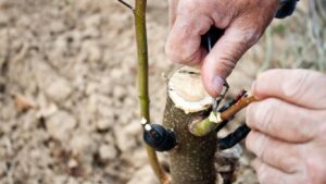CODIT in Trees Explained 101 - Everything Arboriculture