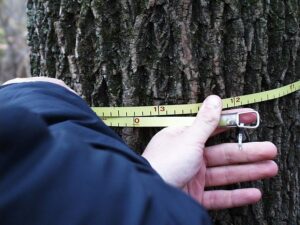 What is the Meaning of DBH and How to Measure It - Everything Arboriculture