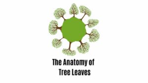 Leaf Anatomy 101: Everything You Need to Know - Everything Arboriculture