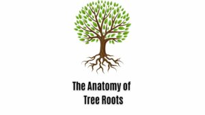 Tree Roots Anatomy: Everything You Need to Know - Everything Arboriculture