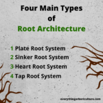 Tree Roots Anatomy: Everything You Need to Know - Everything Arboriculture