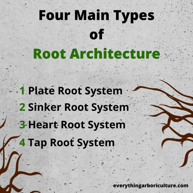 Tree Roots Anatomy: Everything You Need to Know - Everything Arboriculture