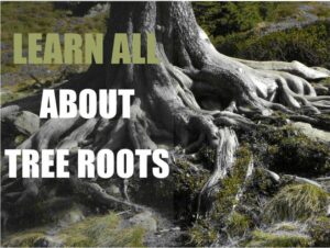 Tree Roots Anatomy: Everything You Need to Know - Everything Arboriculture