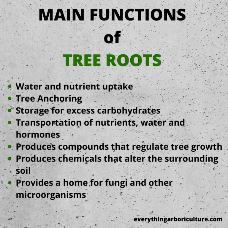 Tree Roots Anatomy: Everything You Need to Know - Everything Arboriculture