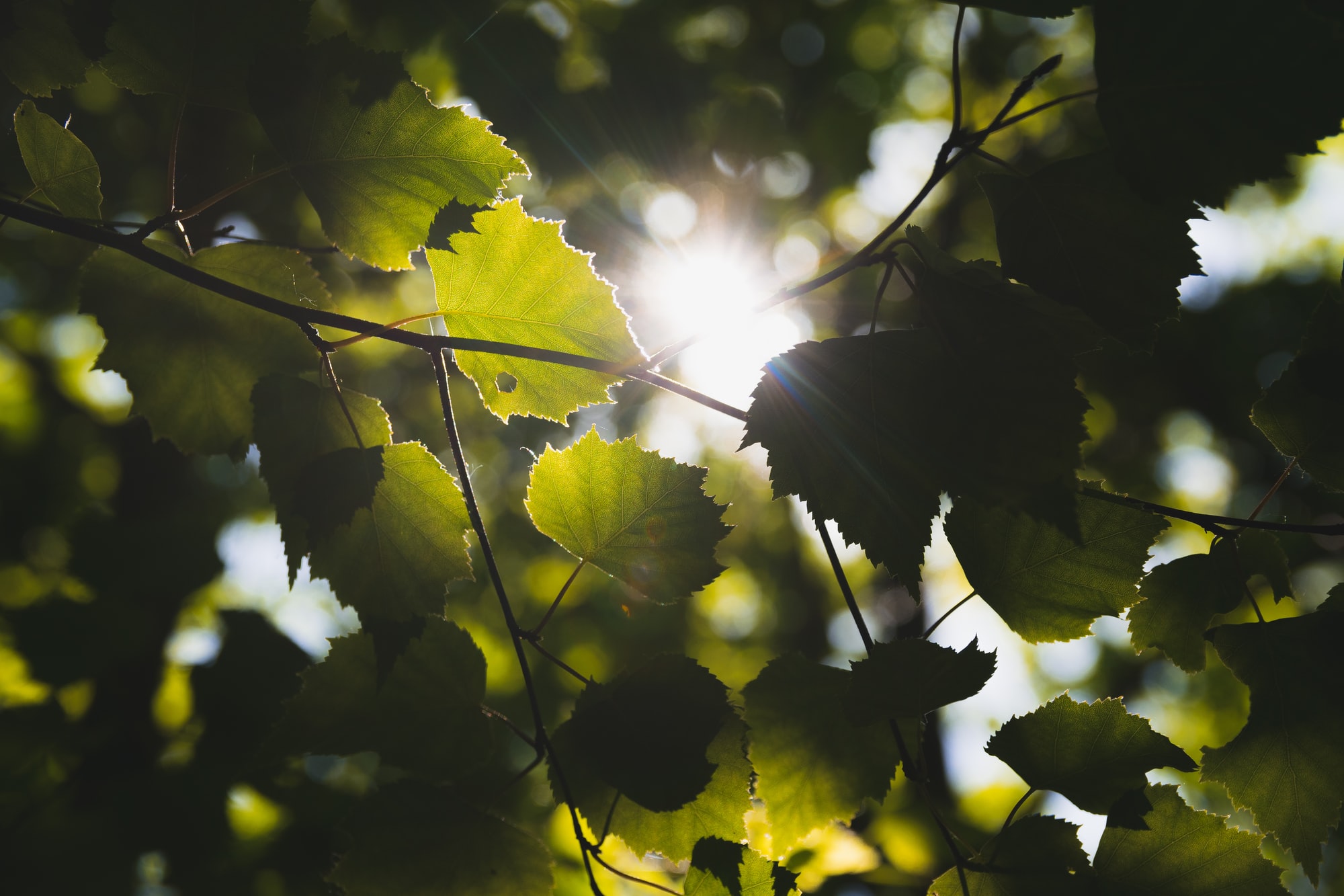 Sun Leaves vs Shade Leaves: Learn the Difference - Everything Arboriculture
