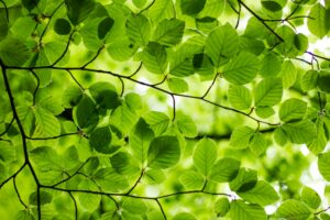 Leaf Anatomy 101: Everything You Need to Know - Everything Arboriculture