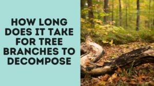 Tree Branches Decomposition: All You Need To Know - Everything ...