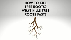 How To Kill Tree Roots? What Kills Tree Roots Fast? - Everything ...