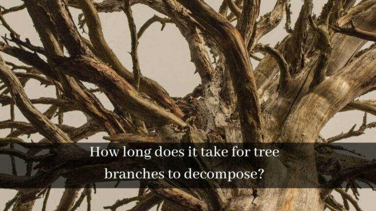 Tree Branches Decomposition: All You Need To Know - Everything ...
