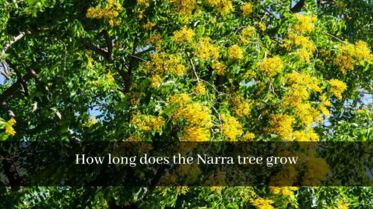 Narra Tree: Botany, Caresheet, And More - Everything Arboriculture