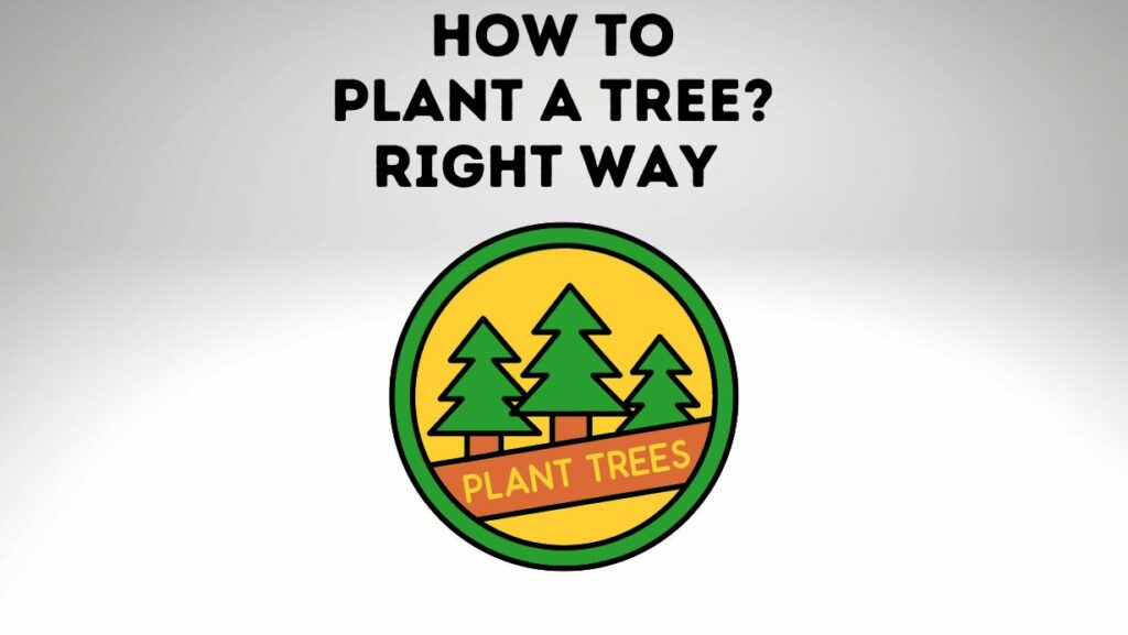 How to Plant a Tree? What You Need to Know to Get It Right - Everything ...