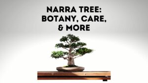 Narra Tree: Botany, Caresheet, And More - Everything Arboriculture