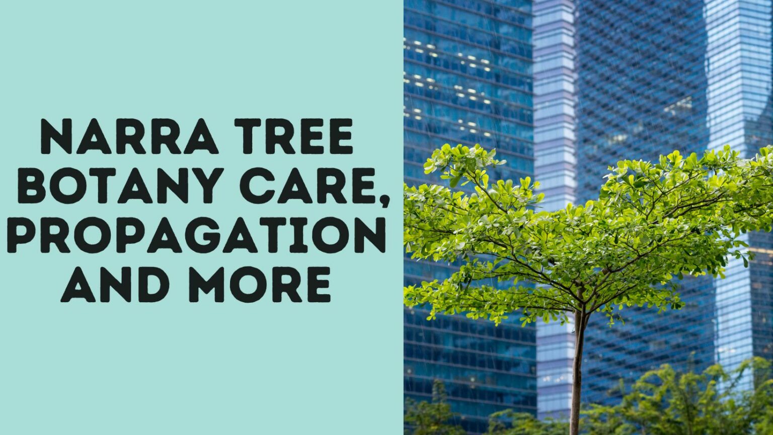 Narra Tree: Botany, Caresheet, And More - Everything Arboriculture