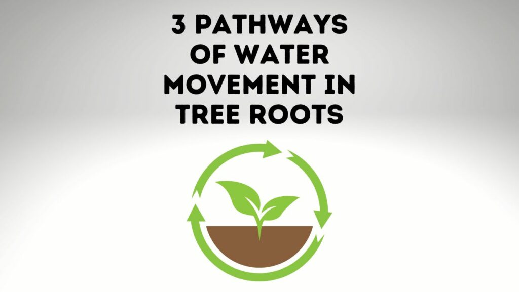 The Three Pathways of Water Movement in Tree Roots (With Diagram ...