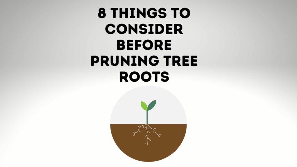 8 Things to Consider Before Pruning Tree Roots - Everything Arboriculture