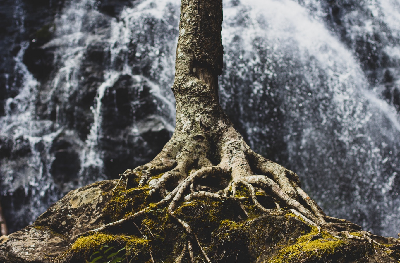 What Dissolves Tree Roots In Sewer Lines? [Solved] - Everything ...