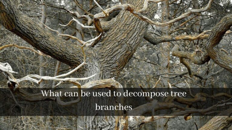 Tree Branches Decomposition: All You Need To Know - Everything ...