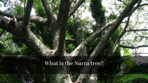 Narra Tree: Botany, Caresheet, And More - Everything Arboriculture