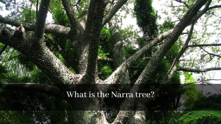 Narra Tree: Botany, Caresheet, And More - Everything Arboriculture