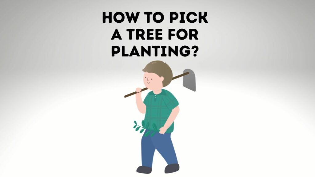 How To Pick A Tree For Planting: An Extensive Guide - Everything ...