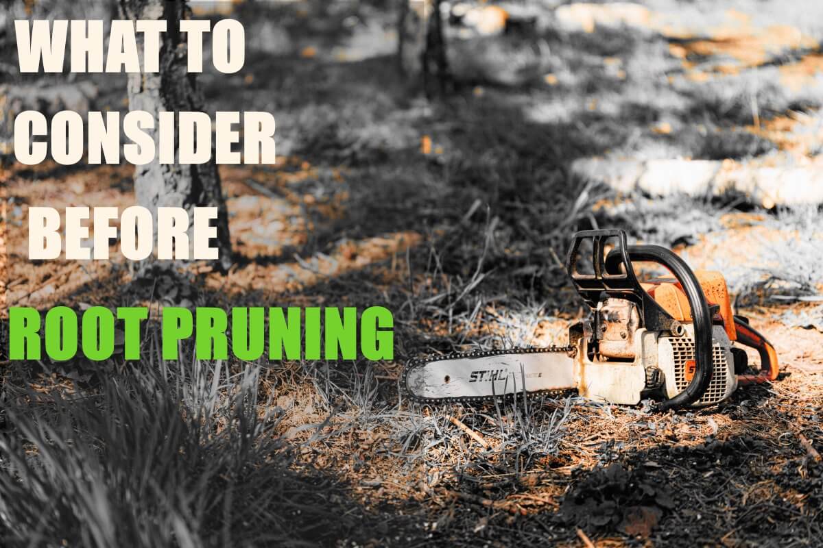 8 Things to Consider Before Pruning Tree Roots - Everything Arboriculture