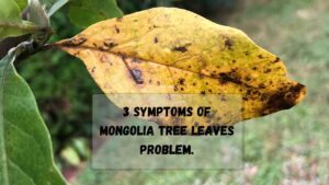 7 Treatment Tips For Magnolia Tree Leaves Turning Yellow With Black Spot