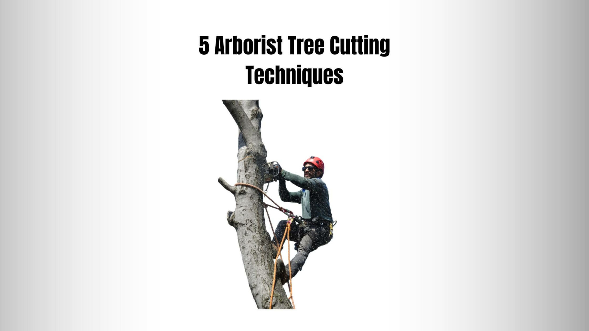 5 Arborist Tree Cutting Techniques How Do Arborists Cut Down Trees 