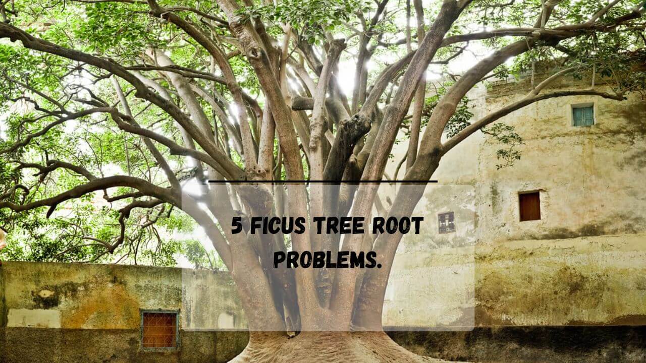 How To Control Ficus Tree Roots? (3 Effective Method) - Everything ...