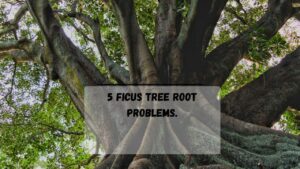 How To Control Ficus Tree Roots? (3 Effective Method)
