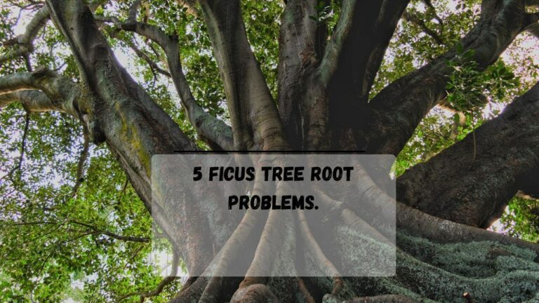 How To Control Ficus Tree Roots? (3 Effective Method)