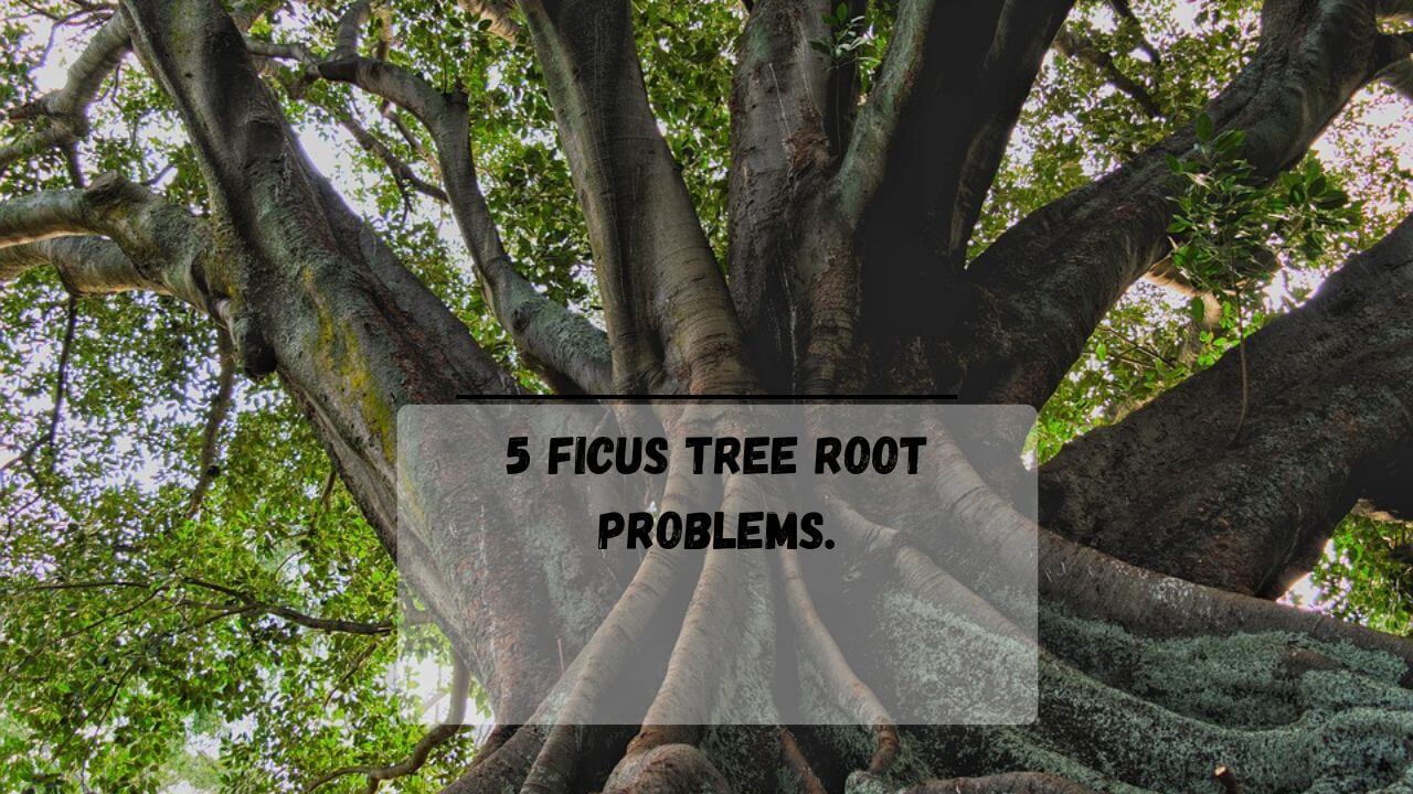How To Control Ficus Tree Roots? (3 Effective Method)