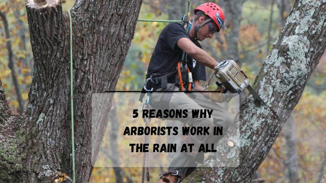 Do Arborists Work In The Rain? 3 'Imp' Arborist Rain Gears