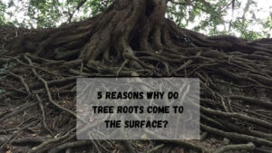 5 QUICK Reasons Why Tree Roots Come To The Surface - Everything ...