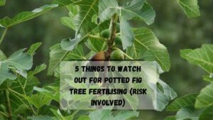 5 Organic & Best Fertiliser For Fig Trees In Pots