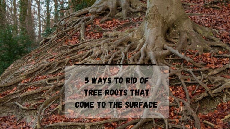 5 QUICK Reasons Why Tree Roots Come To The Surface - Everything ...