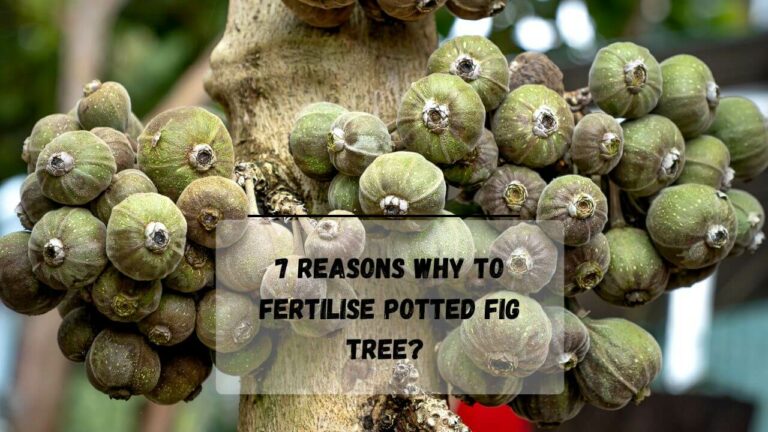 5 Organic & Best Fertiliser For Fig Trees In Pots