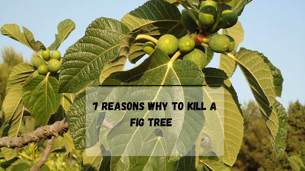 How To Kill A Fig Tree, Roots, & Stump (13+ Methods) - Everything ...