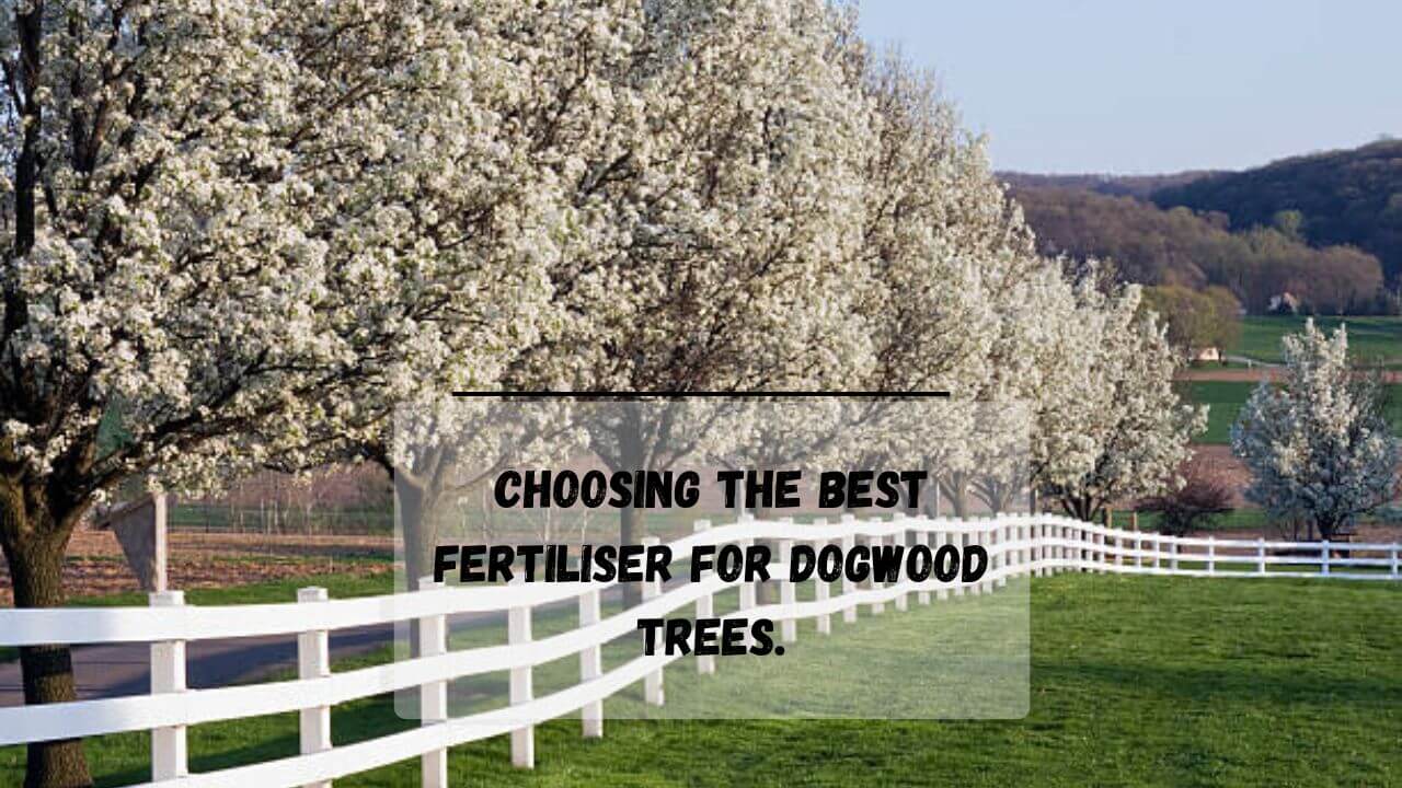 5 Best Fertilisers For Dogwood Trees: When & When Not To Fertilise ...