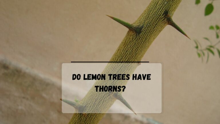 9 Reasons Why Do Lemon Trees Have Thorns? - Everything Arboriculture