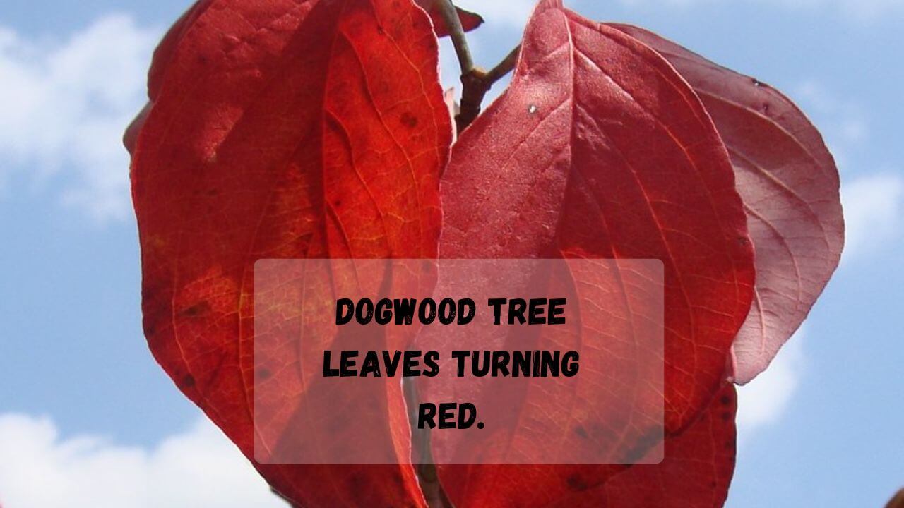 Dogwood Tree Leaves Curling, Turning Red & Not Blooming