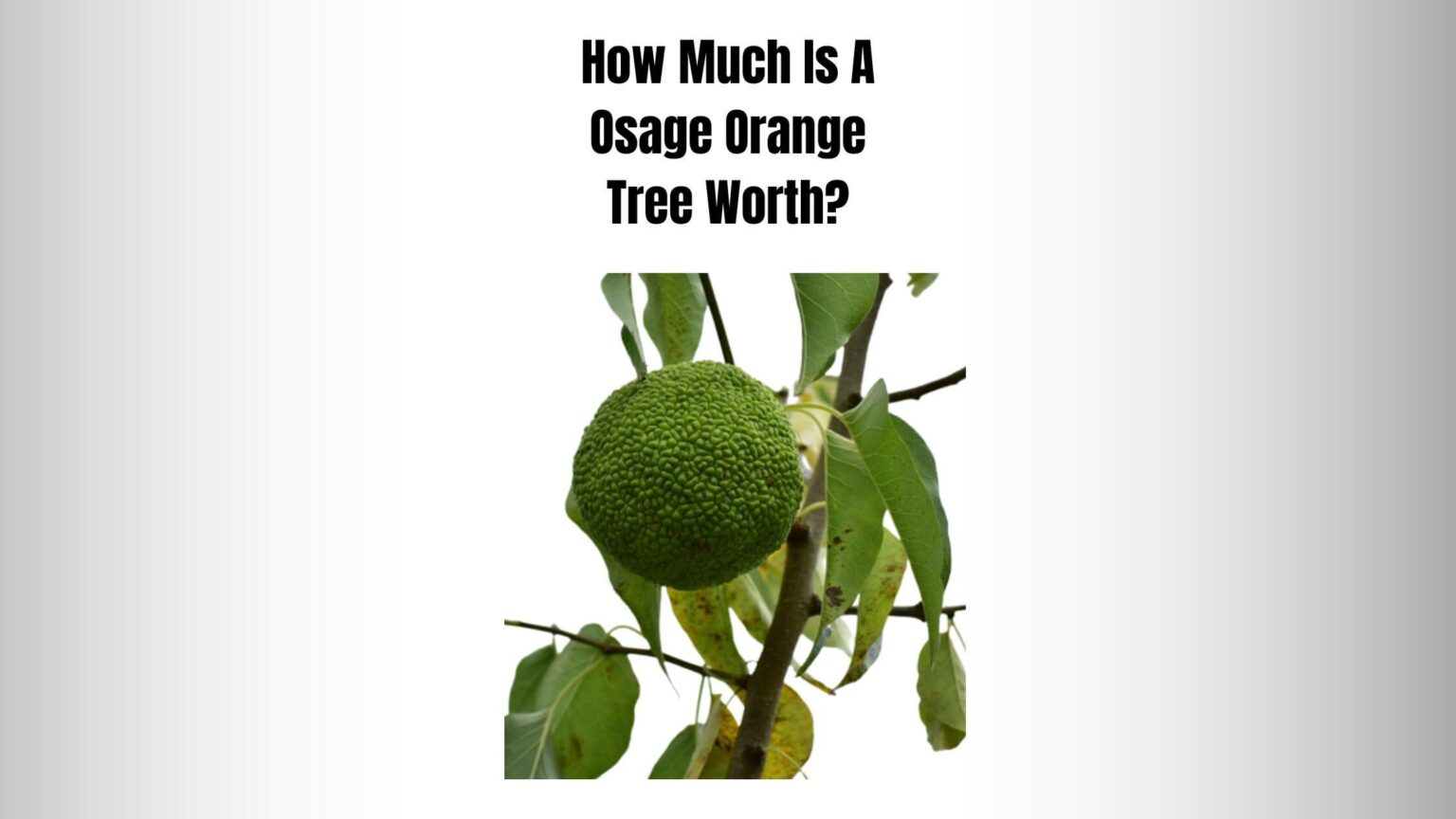 How Much Is A Osage Orange Tree Worth? - Everything Arboriculture