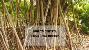 How To Control Ficus Tree Roots? (3 Effective Method)