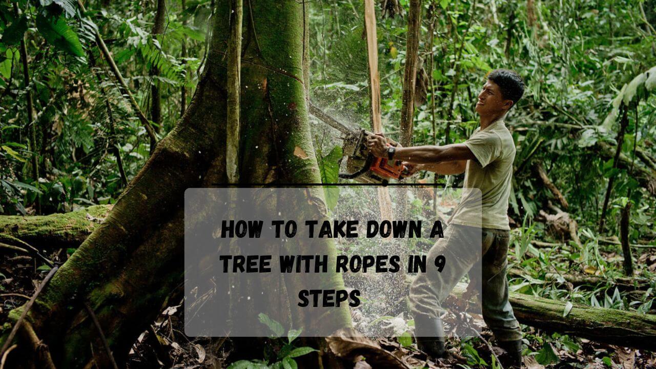 9 Steps To Take Down A Tree With Ropes (5 Must-Haves)