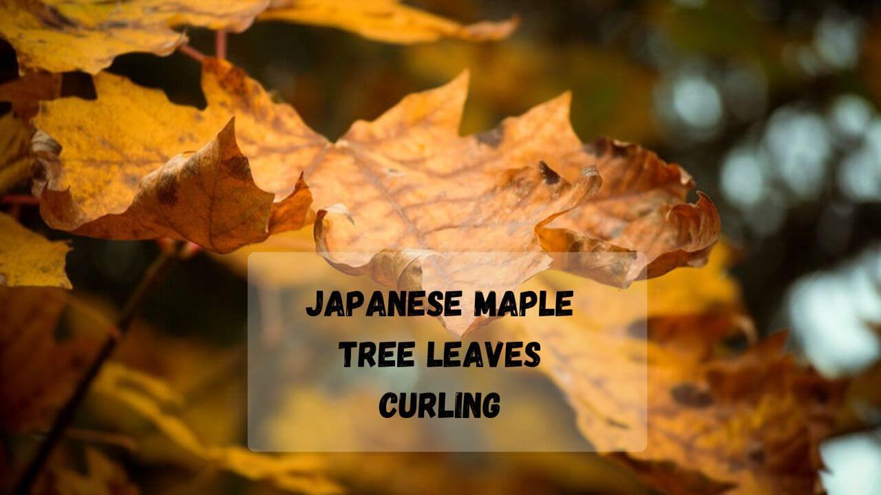 7 Reasons Why Japanese Maple Tree Leaves Turn Brown and Curling