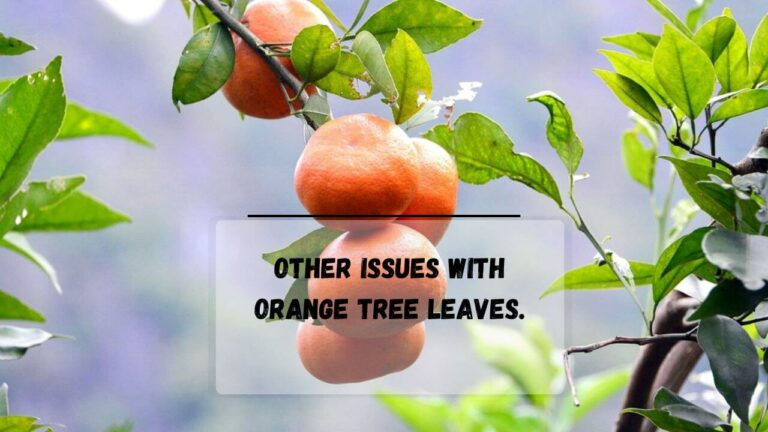 Treating Brown Spots & Yellow Leaves On Orange Tree (9 Easy Tips ...