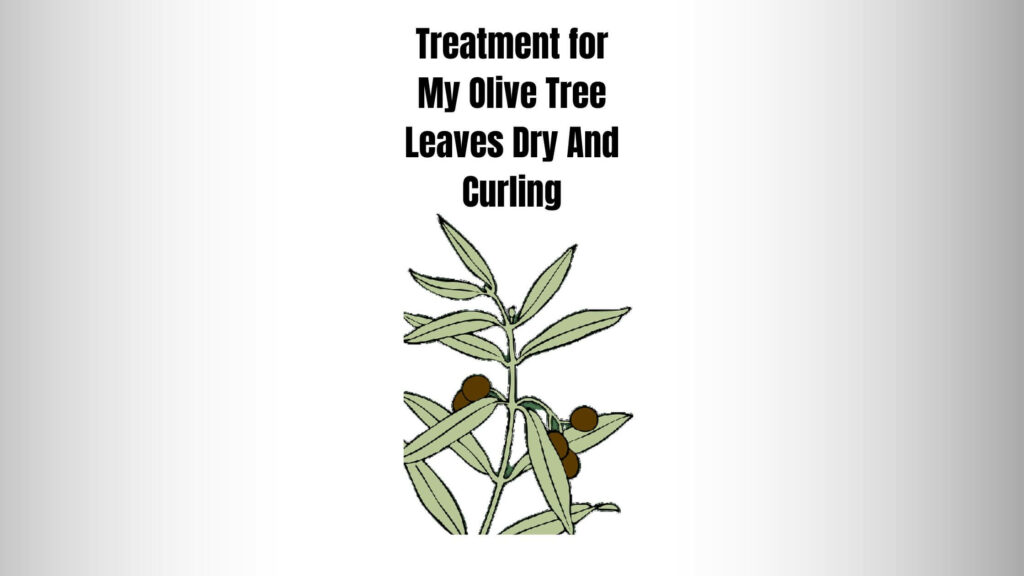 13 Big Reasons Why My Olive Tree Leaves Dry And Curling - Everything ...