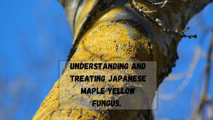 Japanese Maple Fungus On Trunk: Types, Causes & Treatment