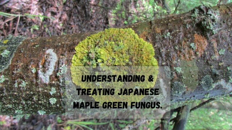 Japanese Maple Fungus On Trunk: Types, Causes & Treatment