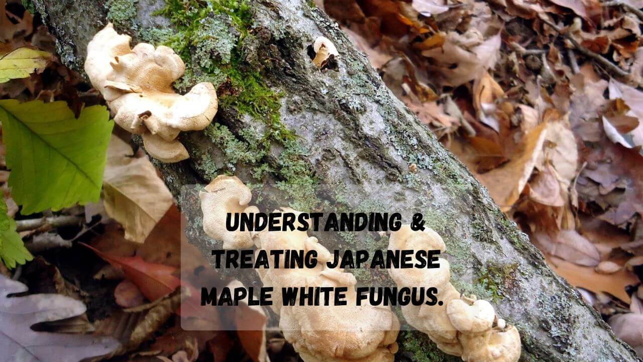 Japanese Maple Fungus On Trunk: Types, Causes & Treatment
