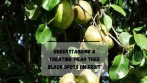 7+ Reasons Why Pear Tree Leaves Turning Black (Easy FIX)